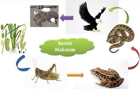 Gambar Rantai Makanan Sawah - Ekosistem (4) : Rantai Makanan dan Jaring ...
