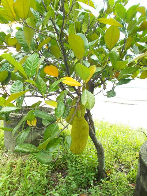 orangbukit: Rendang tapi berbuah