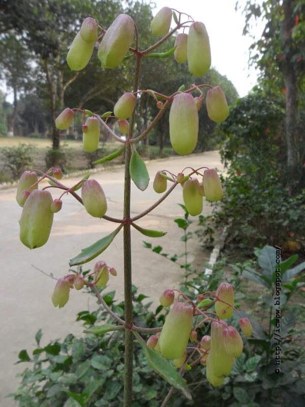 Pathor kuchi Ful(পাথর কুচি ফুল) - Kalanchoe pinnata
