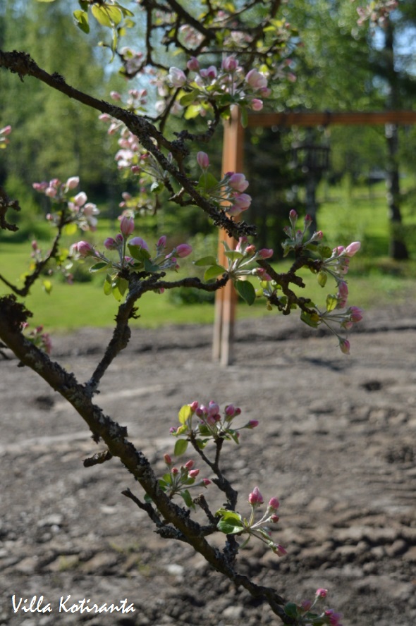 Villa Kotiranta: Raksan pihalta kuulumisia; kauniit omenapuut ja ...