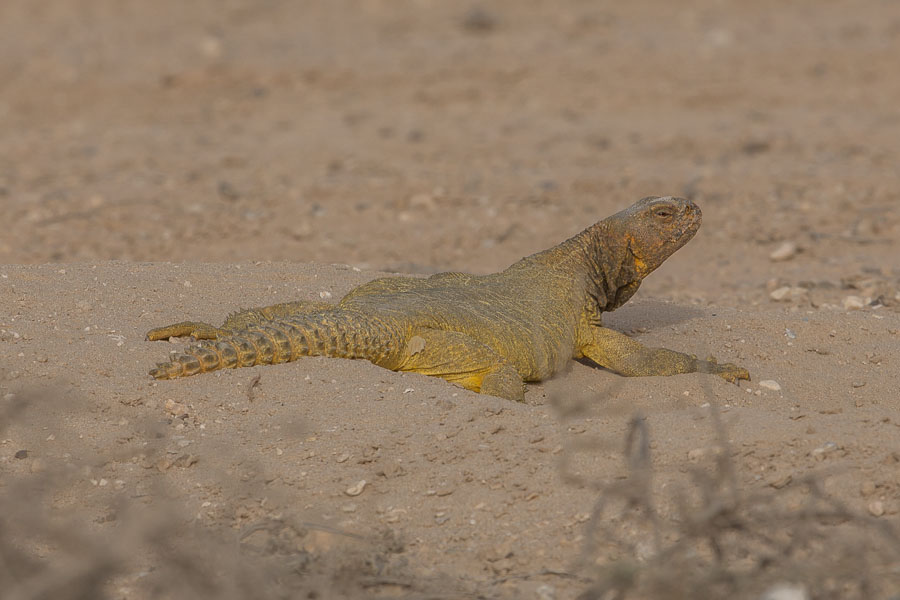 Birds of Saudi Arabia: A good showing of Arabian Spiny-tailed Lizards ...