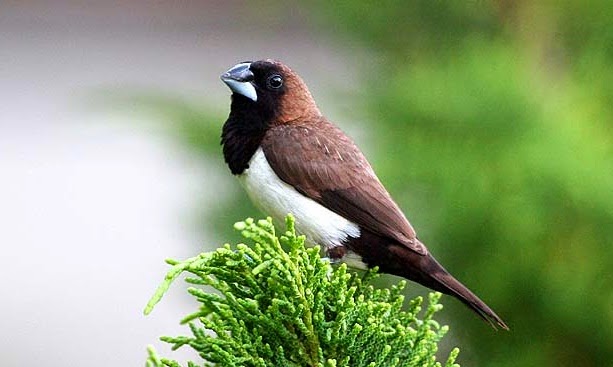 Burung Bondol Jawa - EDUBIO