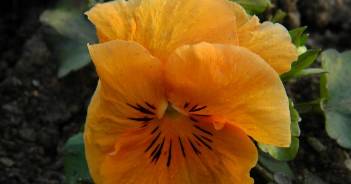 LA MULTI ANI, ROMANIA!: Curcubeul florilor. Flori portocalii