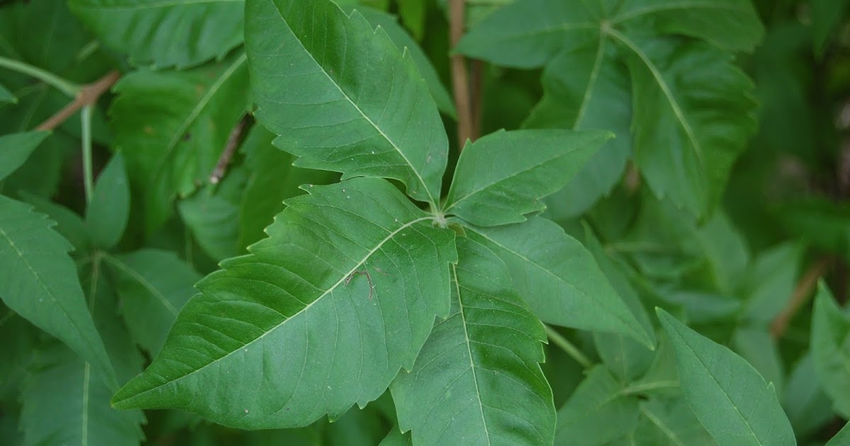 Vantinti Chitkalu: వావ్.. వావిలాకు - నొప్పుల నివారణకు | Health Benefits ...
