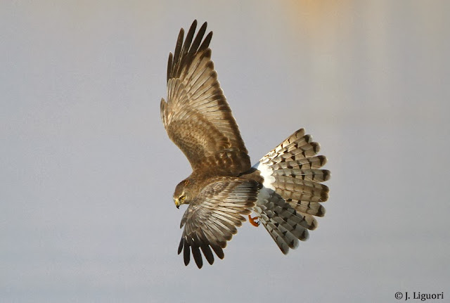 Raptor Identification and Photography: Raptor Tail Patterns