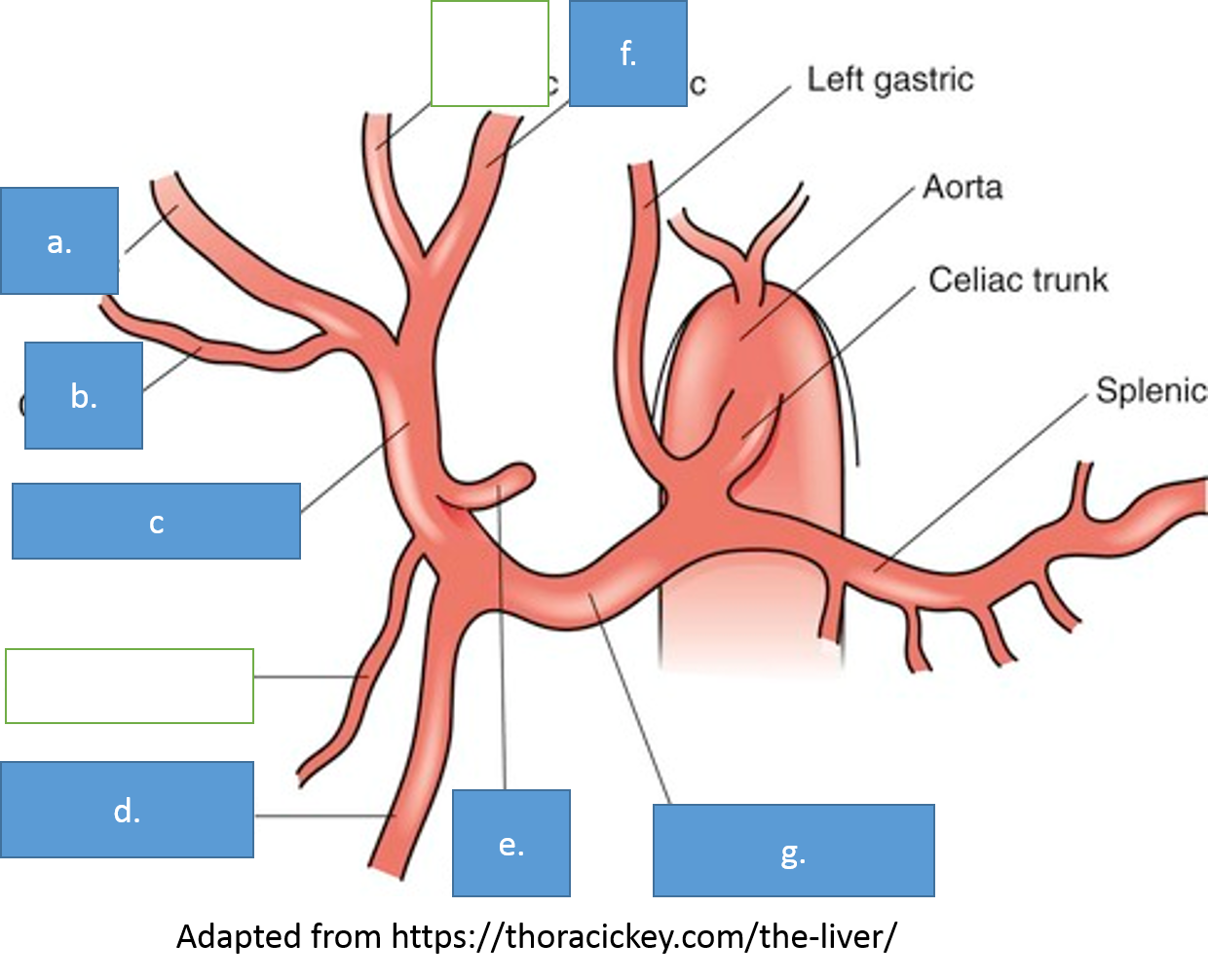 Coeliac Trunk: Step by Step