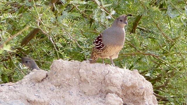 BIRDING THE CENTRAL COAST: Birding the Mojave Desert