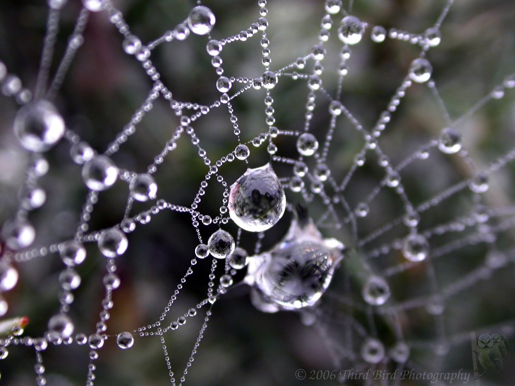 cobweb