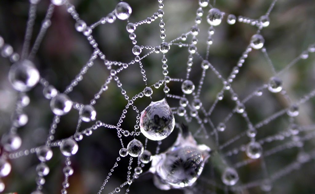 cobweb