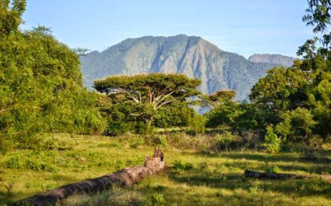 7 Spot Menarik Taman Nasional Baluran Yang harus Kamu Tahu - Informasi ...