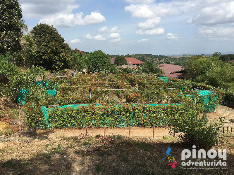 TOP PICKS: 15 Fun and Exciting Things To Do in Zoocobia Fun Zoo You ...