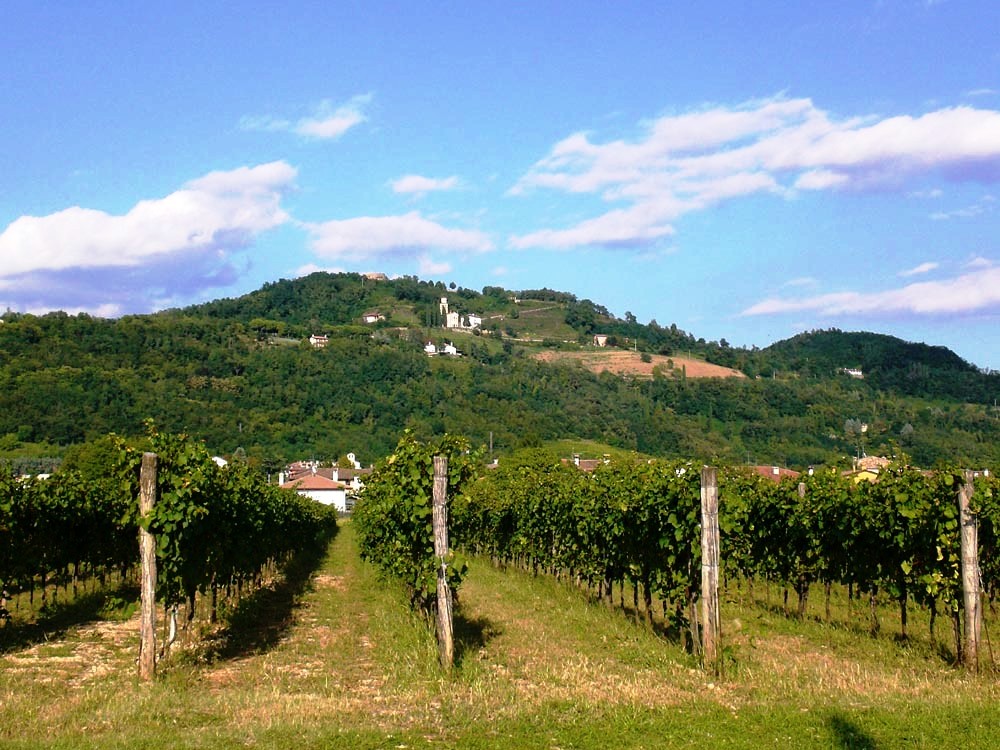 SCHEDE DELLE ESCURSIONI NEI DINTORNI DI TRIESTE: Scheda *** CORMONS ...
