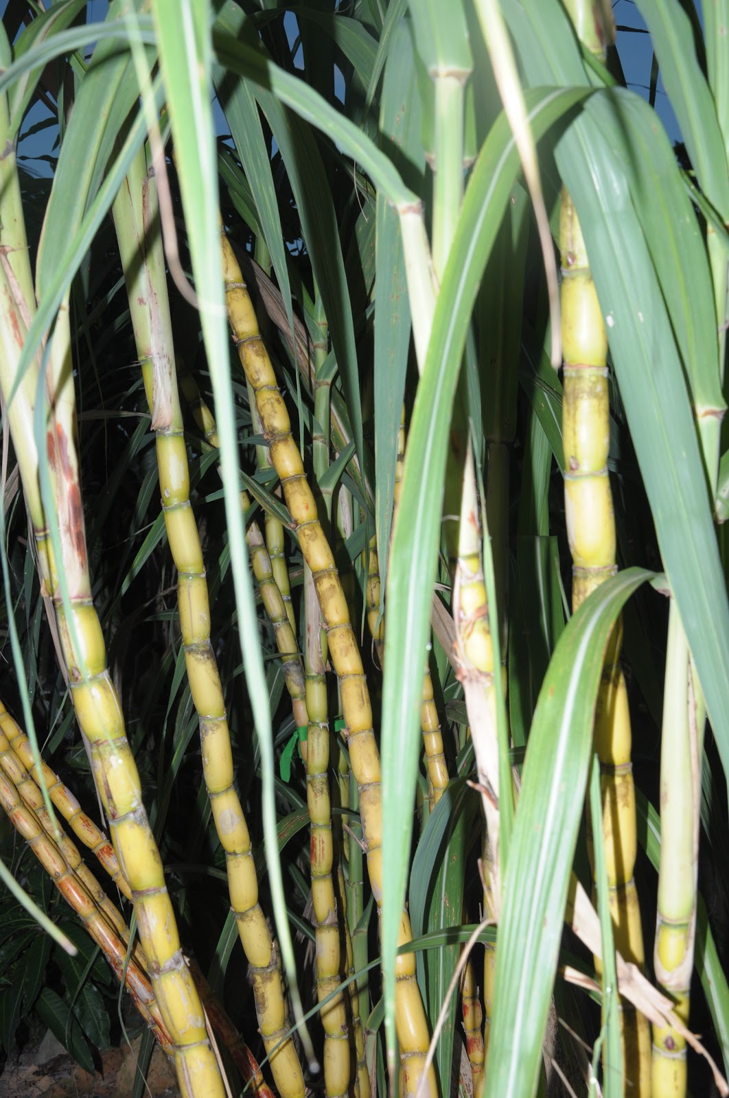 Rahsia Tanaman : Tebu (Saccharum Officinarum)