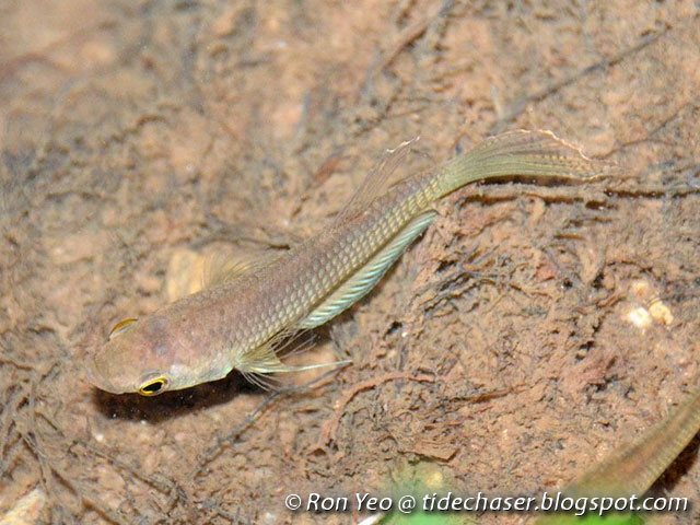 tHE tiDE cHAsER: Freshwater Ray-finned Fishes of Singapore