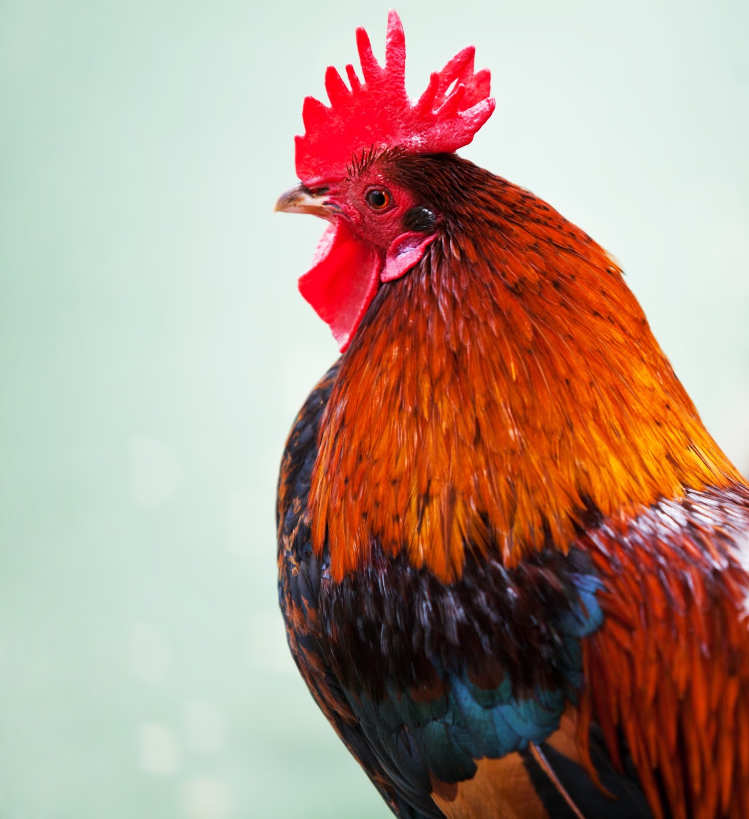 Hoofprint Press: RRJ 1/29