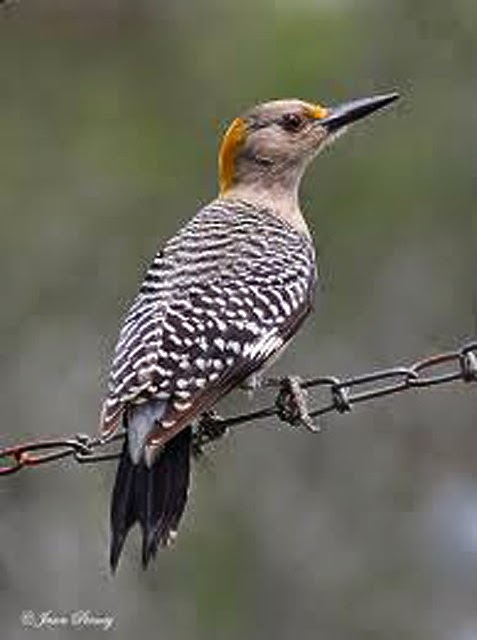 Bellas Aves de El Salvador: Melanerpes aurifrons (cheje, carpintero de ...