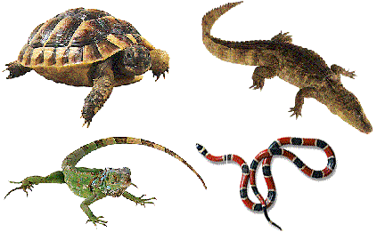 SERES BIOTICOS: REPTILES