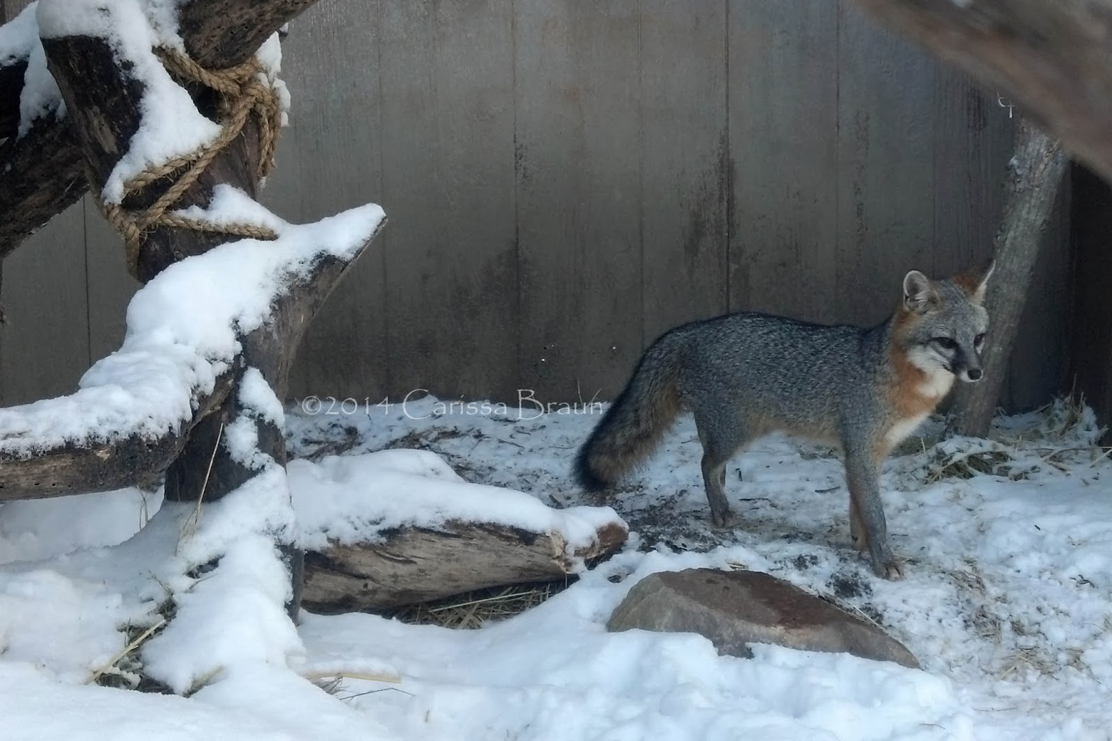 Nature Photography and Facts : Red and Grey Fox