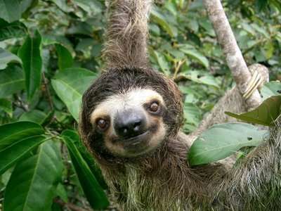 HazanBag: Enteresan Hayvanlar