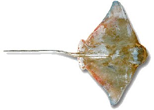 LebensArt Uruguay: Pescados Uruguay