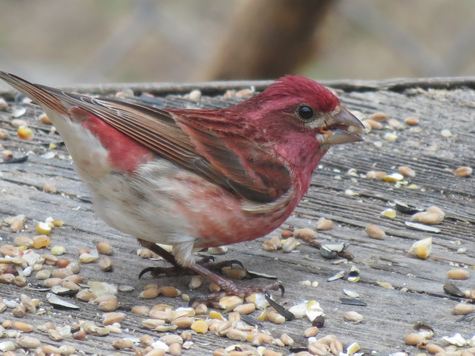 Viewing nature with Eileen: Purple Finch