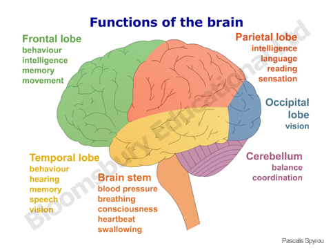 UCMAS: Left Brain vs Right Brain