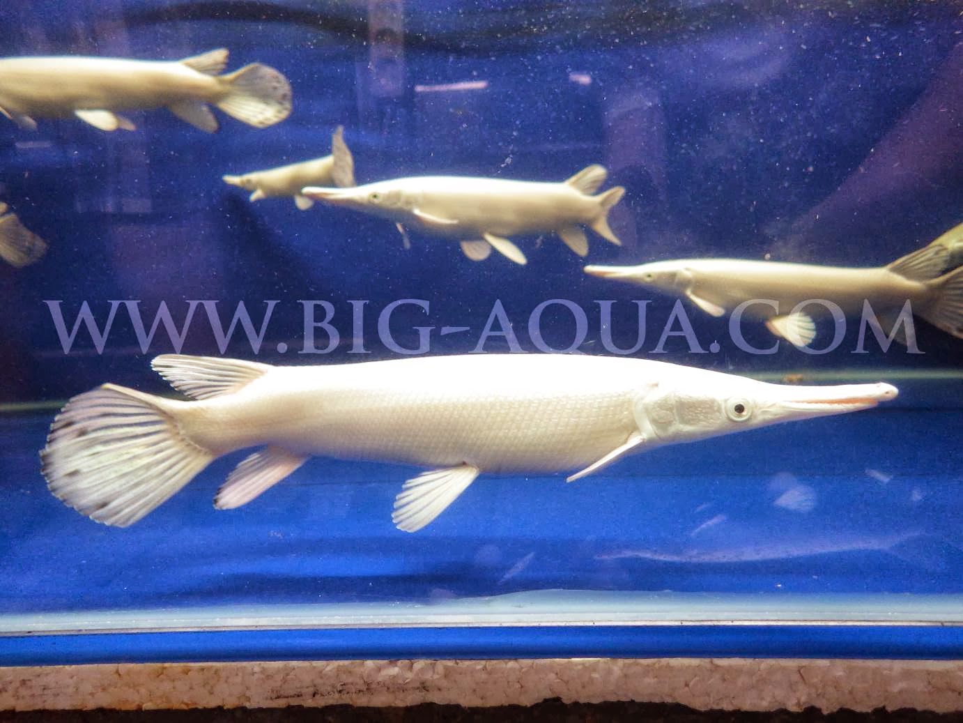 Platinum Alligator Gar! ~ Big Aqua