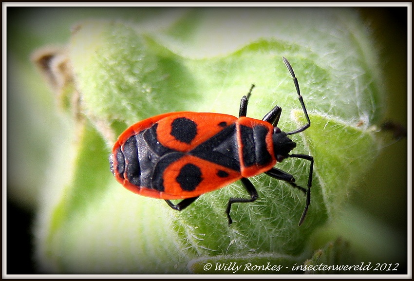 INSECTENWERELD: Vuurwants - Fire bug - Gendarme