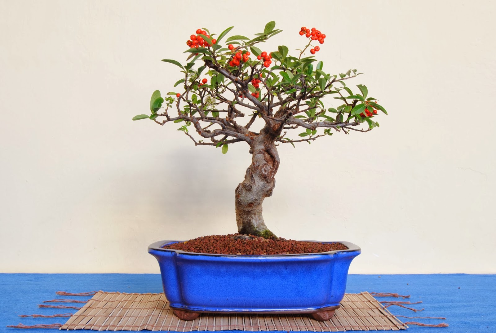 Alisios bonsái: Fotos de la XVIII exposición de bonsái de Puerto de la ...