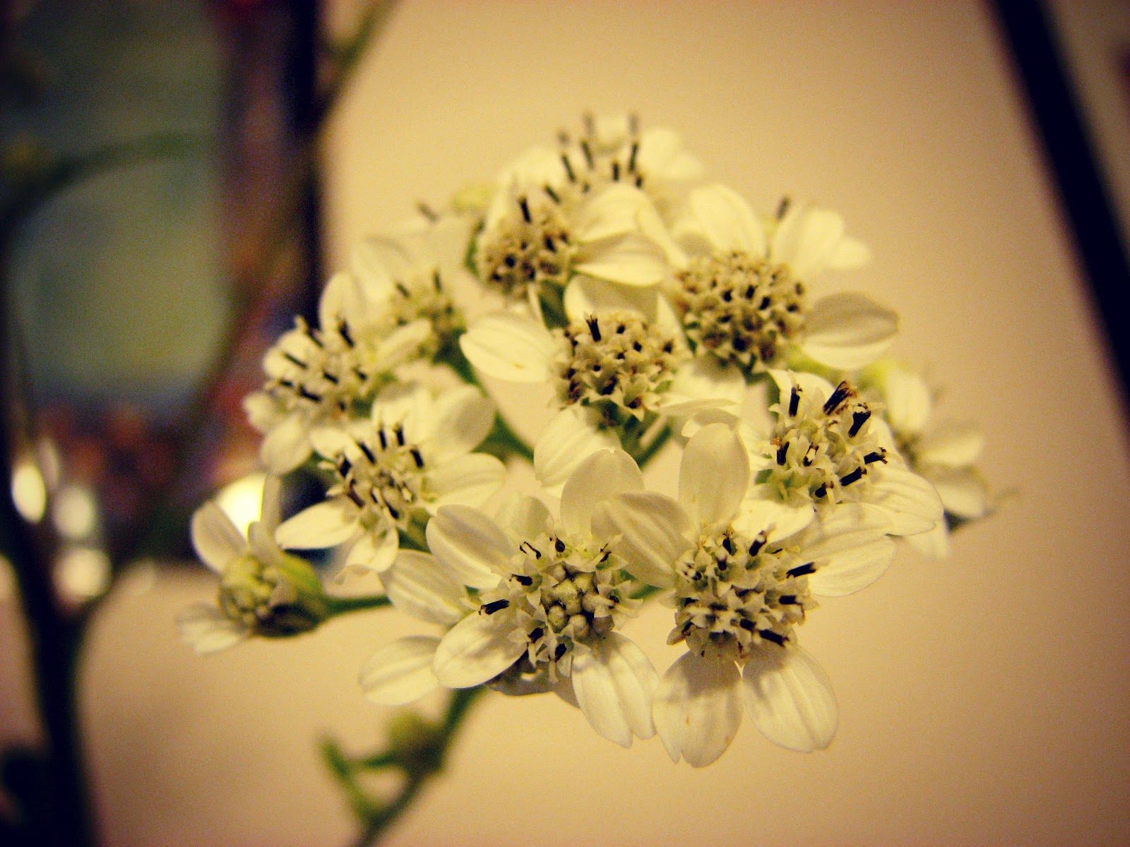 The Back Forty: Plant ID Project: Frostweed, White Crownbeard ...