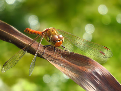 BugBlog: Here be dragons!