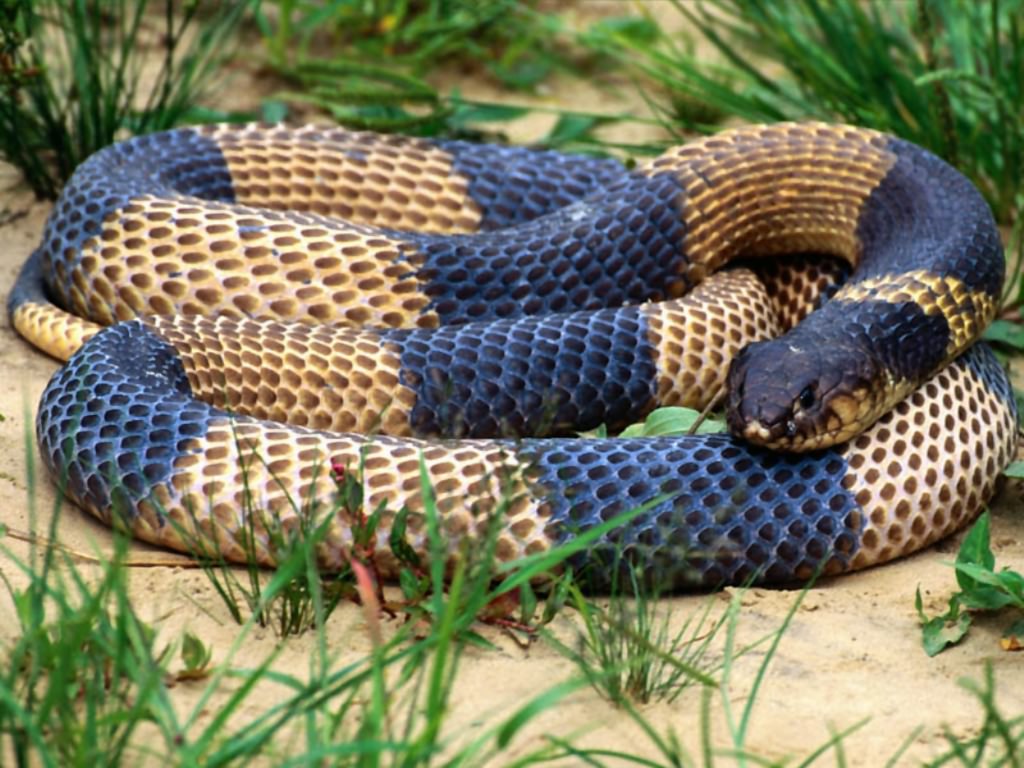 Big Snakes Latest Hd Pictures/Wallpapers 2013 | Beautiful And Dangerous ...