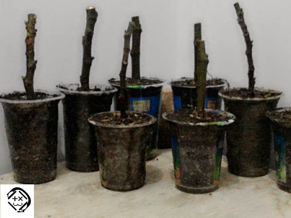 PERBANYAKAN TANAMAN VEGETATIF DENGAN STEK | Agropoi