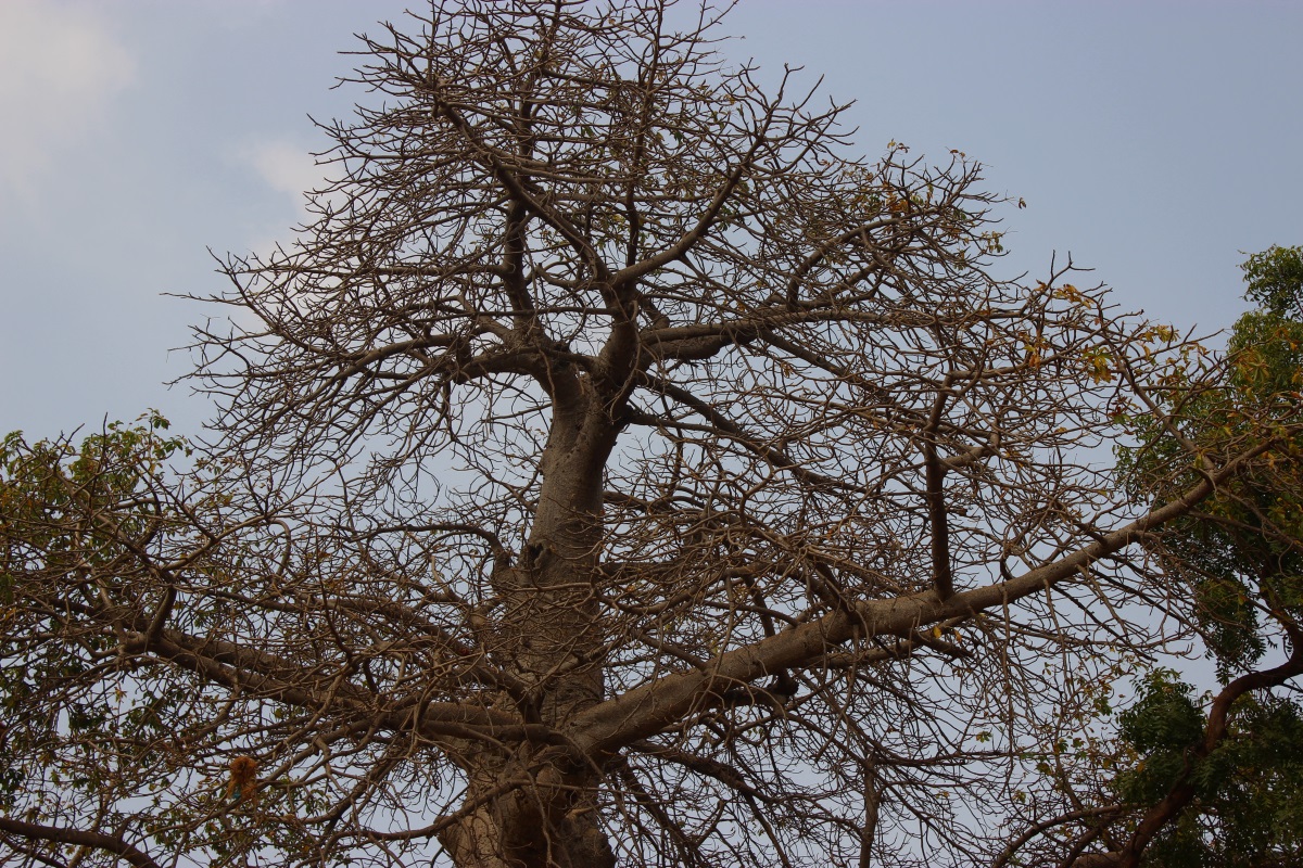Journeys across Karnataka: Baobab tree on Balachandruni Guttalu, Nalgonda