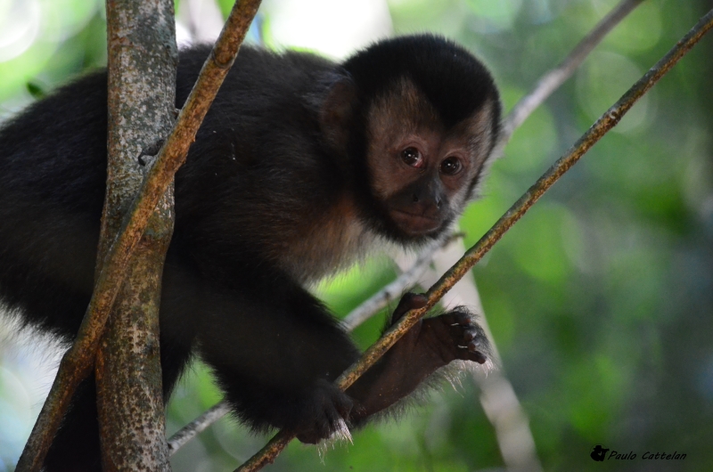 Gastando Sola Mundo Afora: Macaco - Rio de Janeiro