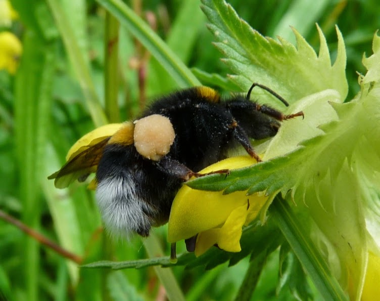 Zoek de zon in de Drentse Aa