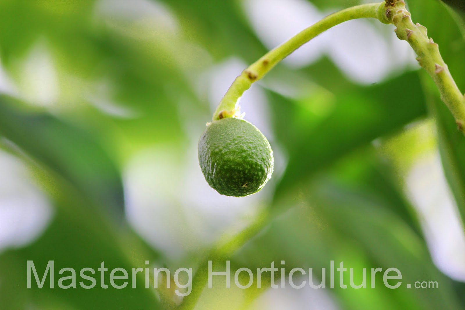 Mastering Horticulture: September 2014