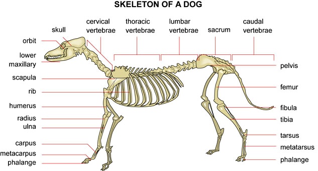 Dog anatomy, Vet medicine, Dog skeleton