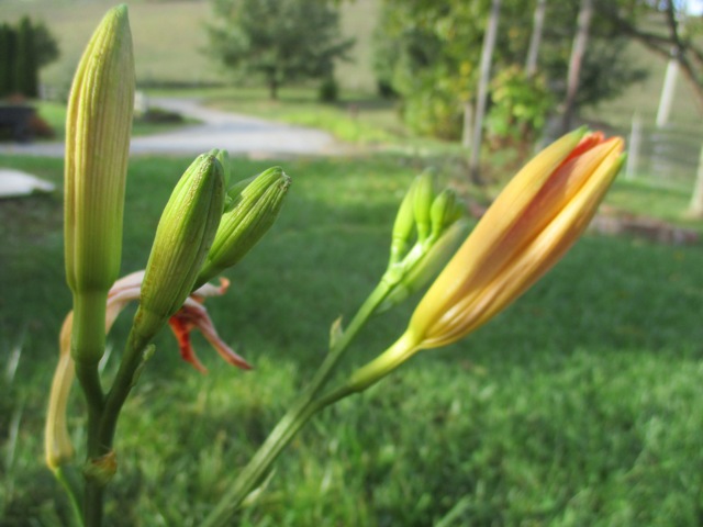 4R Ranch: Nature Confusion