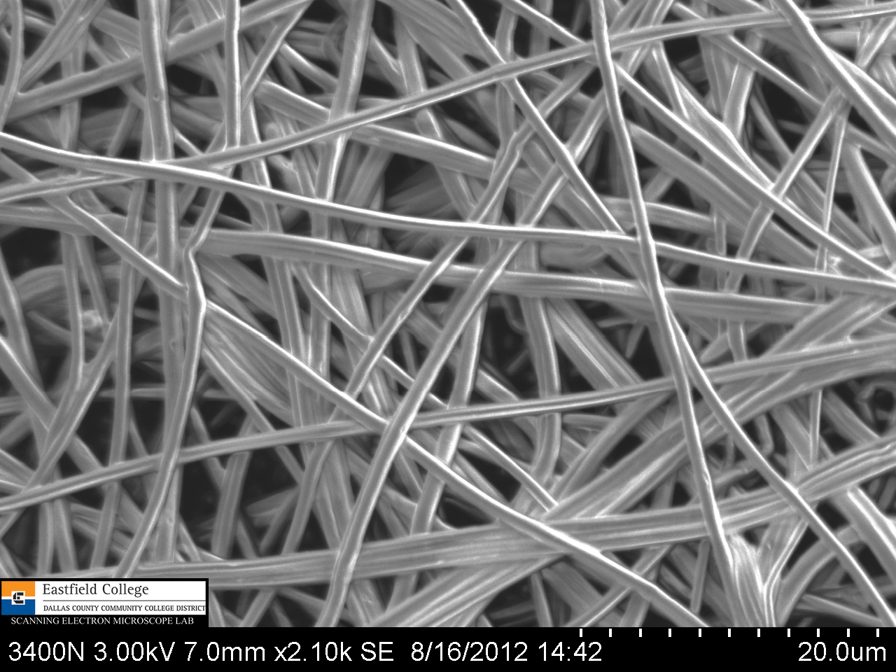 Scanning Electron Microscope Blog: Itsy Bitsy Spider - The Scanning ...