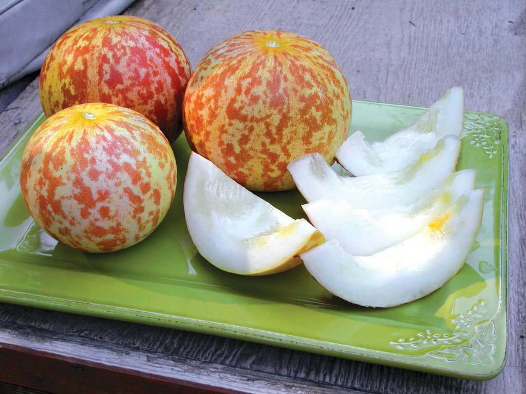 Ag Hag's Plants n' Rants: Selling Melon Seeds too! From Thailand ...