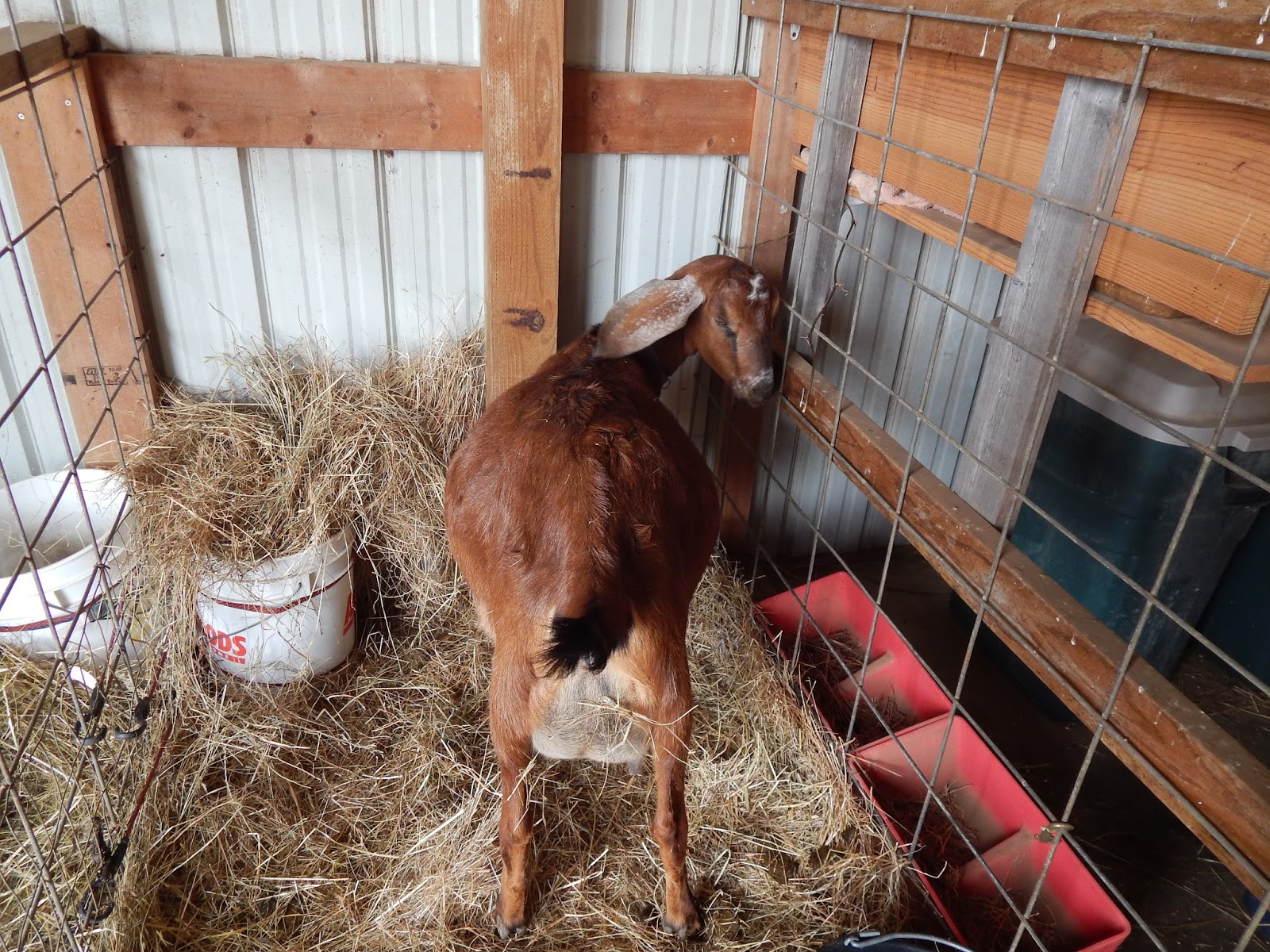 Thoughts from Frank and Fern: Copper's Babies & Other Goat Lore