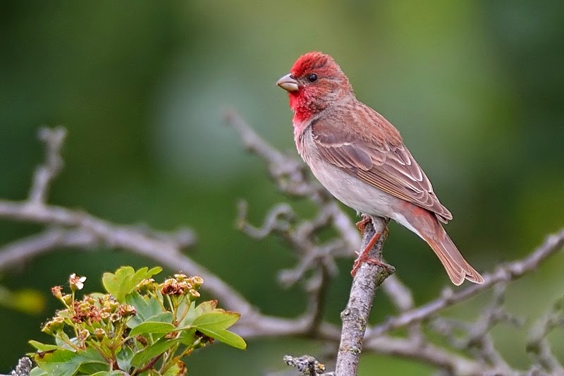 Outdoor Photography: Roodmus