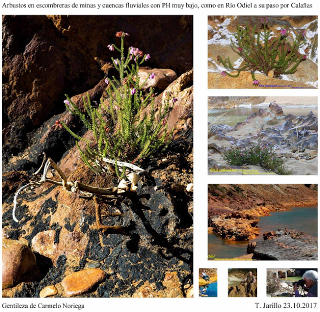Erica andevalensis - Desde Calañas: Setas y Plantas Andevaleñas. Tomás ...