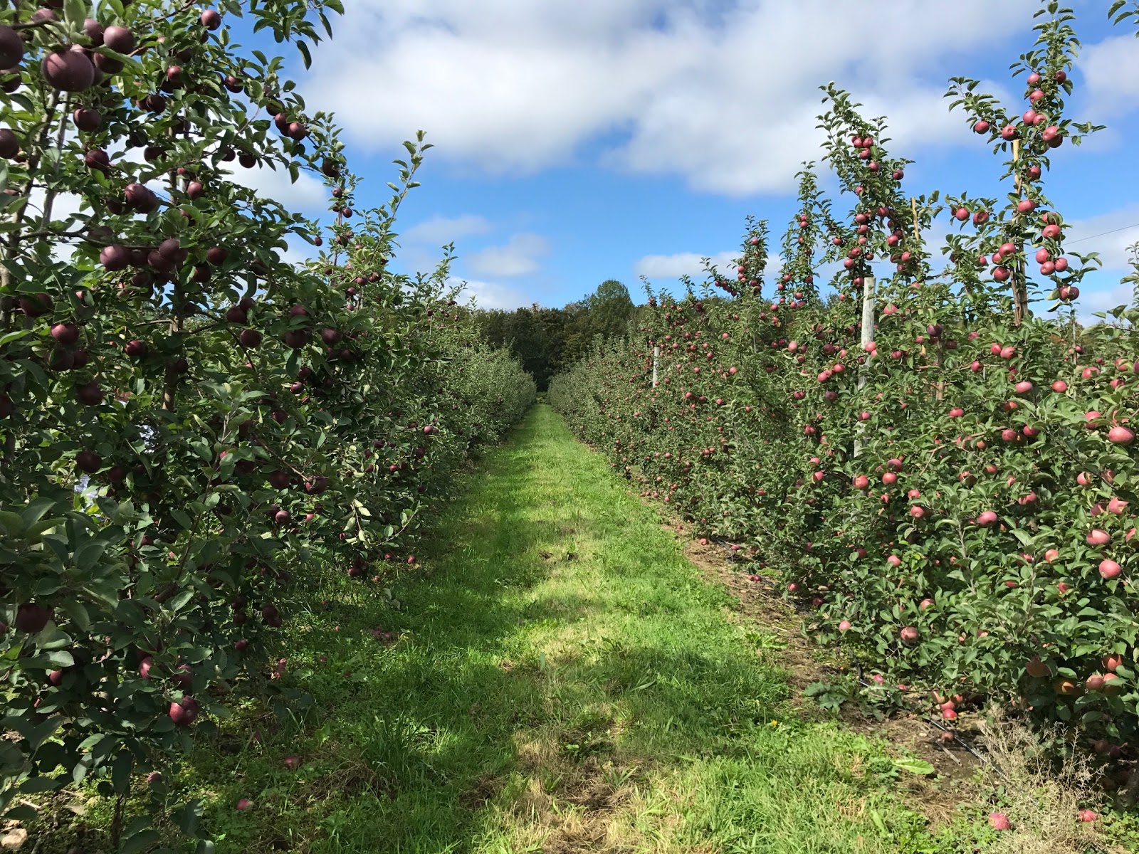 appledale orchards - Loving Life Moore