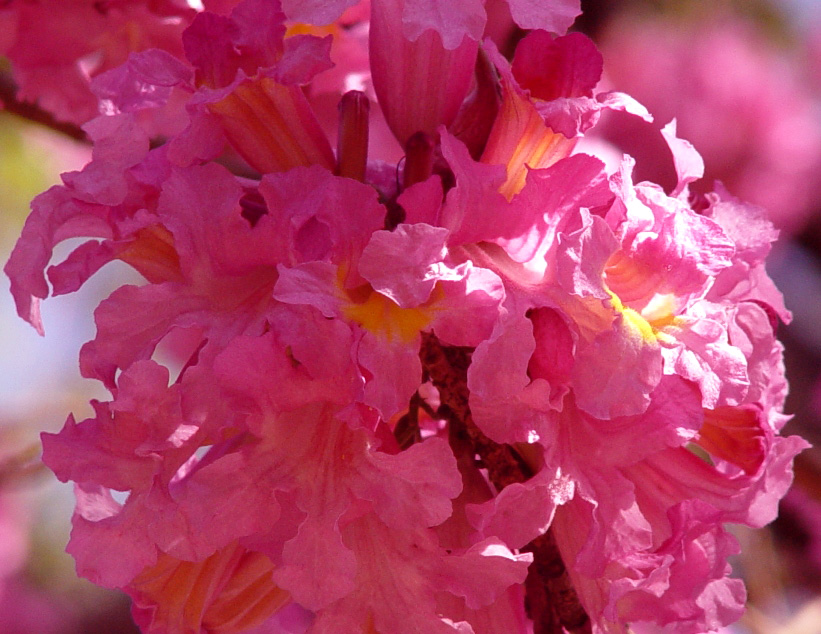 Ipê-roxo - Tabebuia impetiginosa