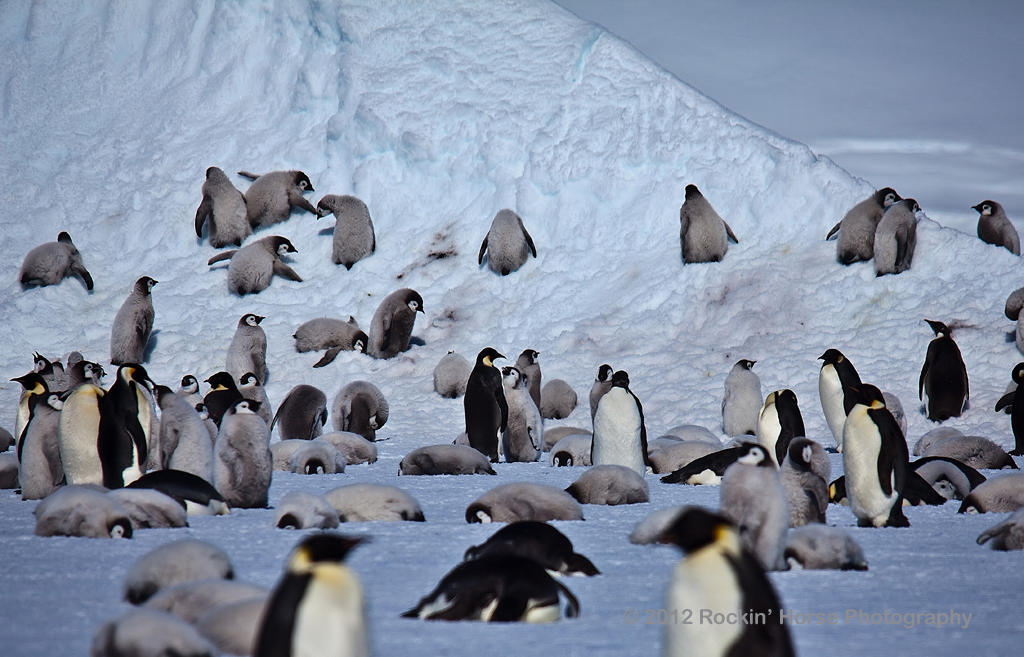 Antarctica - According to a Boilermaker Named Horse: Amanda Bay ...