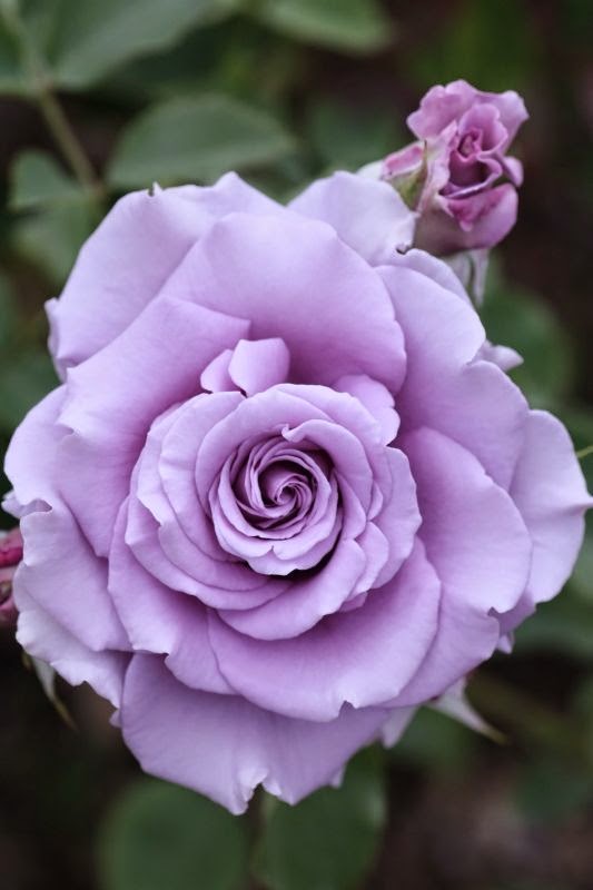 Hybrid Tea Rose 'Blue Moon’ | Backyards Click