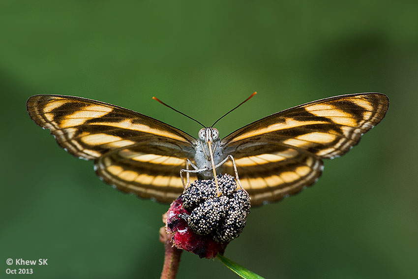 Butterflies of Singapore: Sergeants of Singapore