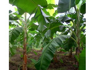 Budidaya Pisang Raja agar Berbuah Lebat - tes template